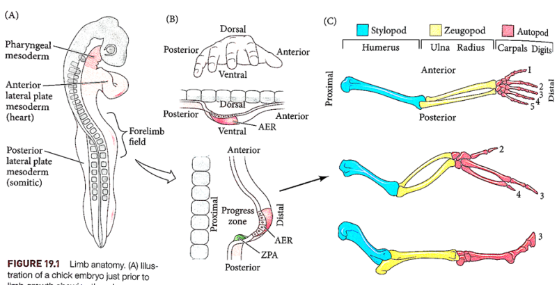 성장 6: Building Mesoderm and Endoderm- II : 네이버 블로그