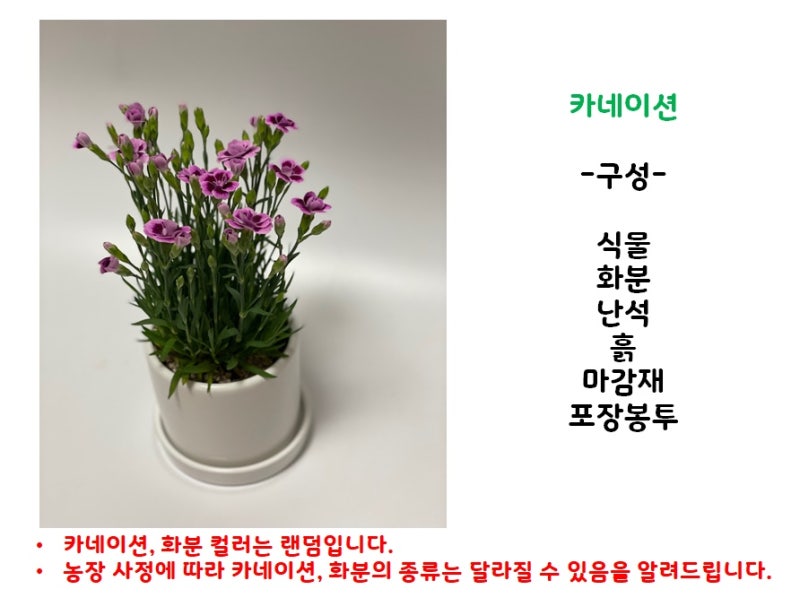 프롬숲 키즈가드닝 5월 행사 어버이날행사 어린이집어버이날 어버이날유치원 카네이션심기 키즈가드닝활동 어버이날