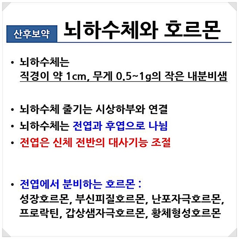 유즙분비호르몬프로락틴prolactin과 수유 네이버 블로그