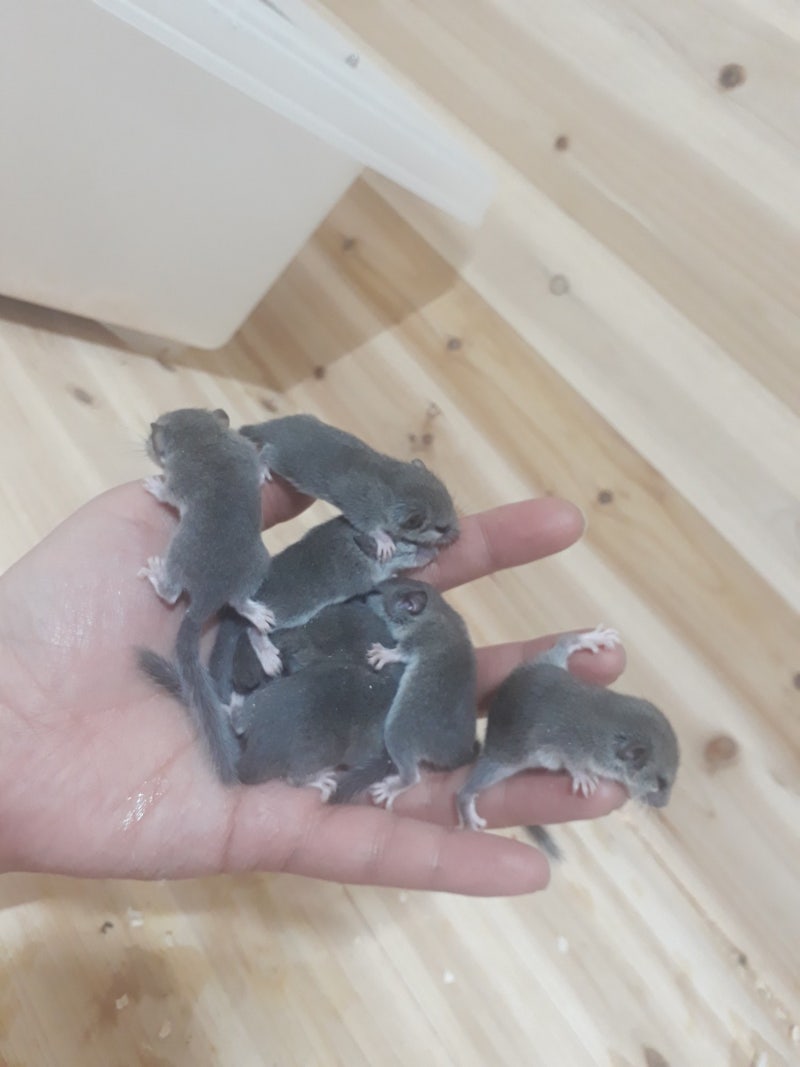 피그미 다람쥐 겨울잠쥐 키우기 정보 분양 네이버 블로그