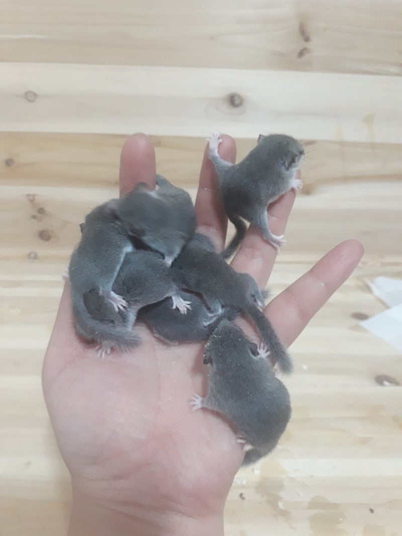 피그미 다람쥐 겨울잠쥐 키우기 정보 분양 네이버 블로그