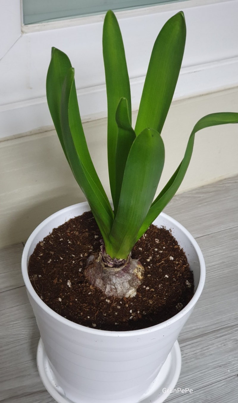 첫 구근 식물로 히아신스 키우기 6 구근 비대 결과 수확 네이버 블로그