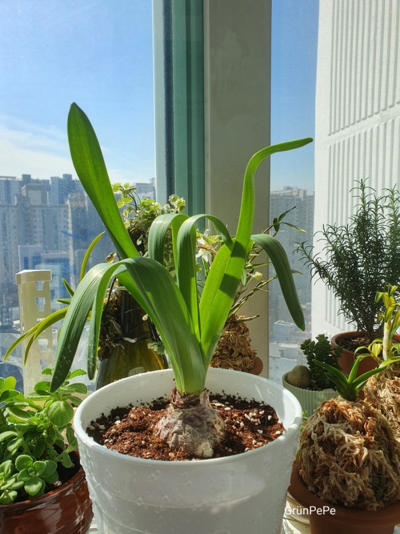첫 구근 식물로 히아신스 키우기 6 구근 비대 결과 수확 네이버 블로그