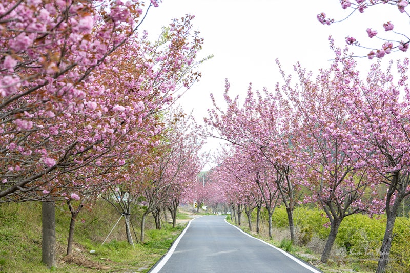 충남 서산 국내 당일치기여행 겹벚꽃 명소 문수사개심사 네이버 블로그