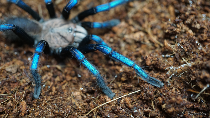 보르네오 네온 블루렉(Birupes simoroxigorum) : 네이버 블로그
