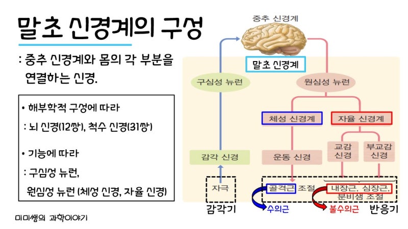 수업계획 신경계2 말초 신경계 체성신경and자율신경 교감신경and부교감신경 신경계 이상 질환 네이버 블로그