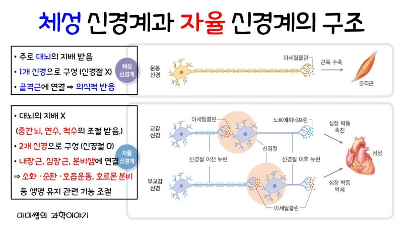 수업계획 신경계2 말초 신경계 체성신경and자율신경 교감신경and부교감신경 신경계 이상 질환 네이버 블로그