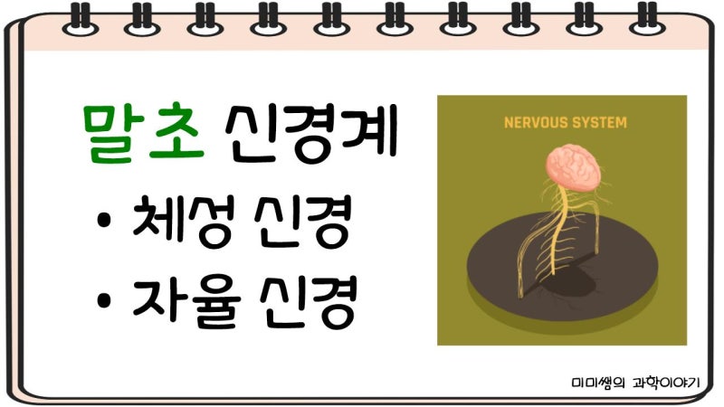 수업계획 신경계2 말초 신경계 체성신경and자율신경 교감신경and부교감신경 신경계 이상 질환 네이버 블로그