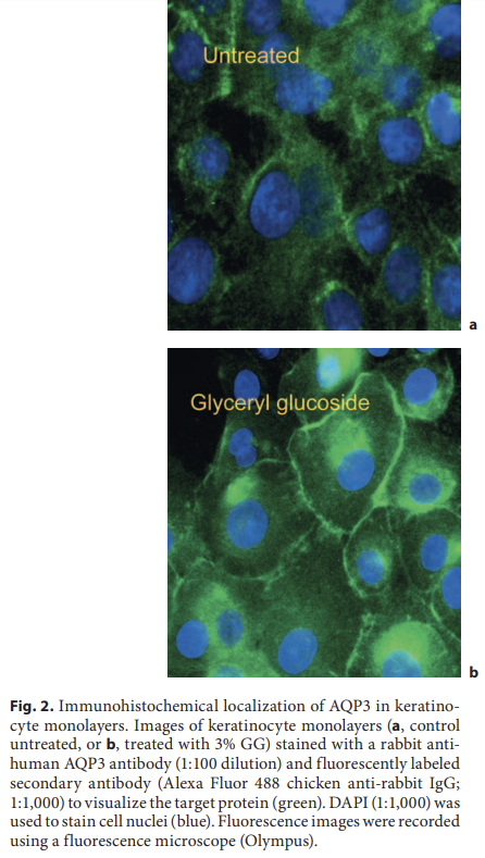 글리세릴 글루코사이드glyceryl Glucoside의 아쿠아포린aquaporin 단백질 발현 및 피부 보습에의 연관성