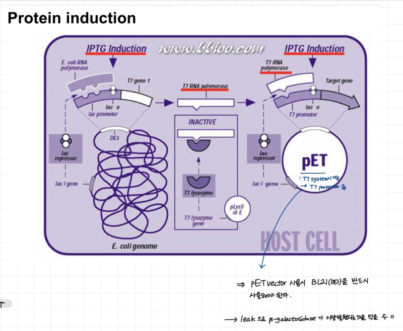 [분자생물학 및 실험] Protein Induction (lac operon / pGEX-4T vector / BL21 ...