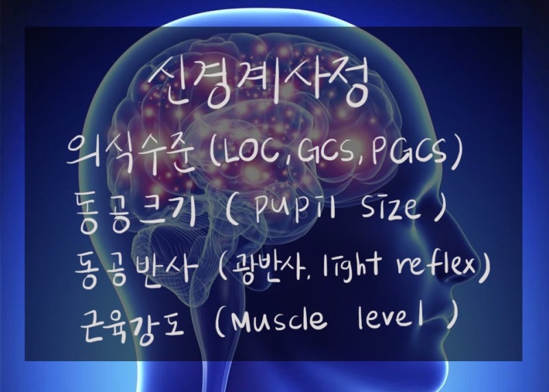 신경계 사정 의식수준loc Gcs Pgcs 사정 동공크기pupil Size 동공반사광반사 Light