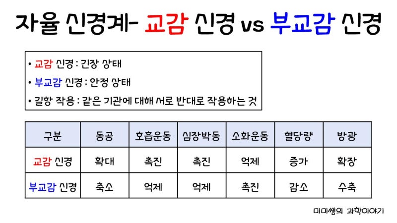 수업계획 신경계2 말초 신경계 체성신경and자율신경 교감신경and부교감신경 신경계 이상 질환 네이버 블로그