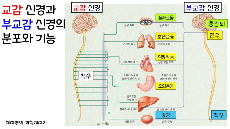 수업계획 신경계2 말초 신경계 체성신경and자율신경 교감신경and부교감신경 신경계 이상 질환 네이버 블로그