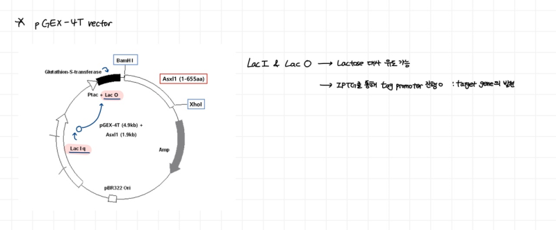 [분자생물학 및 실험] Protein Induction (lac operon / pGEX-4T vector / BL21 ...