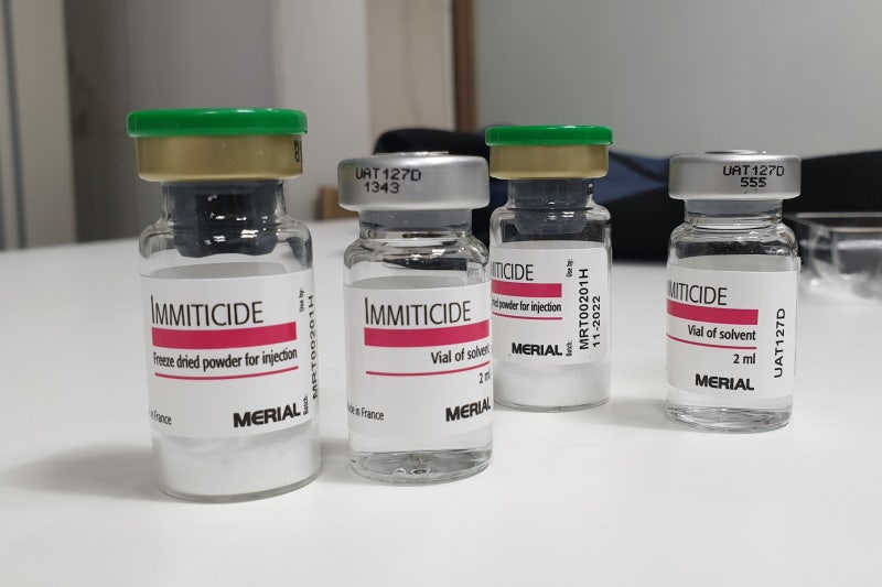 강아지 심장사상충 치료 주사 / 심장사상충 치료 / immiticide 주사 / 강아지 심장사상충 치료 : 네이버 블로그