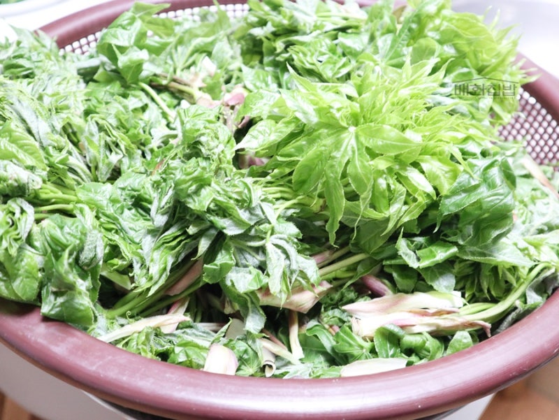 개두릅 엄나무순 장아찌 만드는법 엄나무순요리 데치기까지 네이버 블로그
