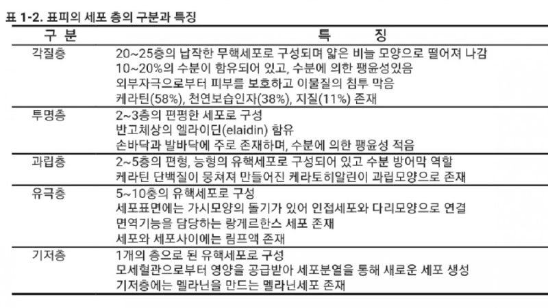 피부구조인 기저층유극층과립층투명층각질층의 구조와 기능 네이버 블로그