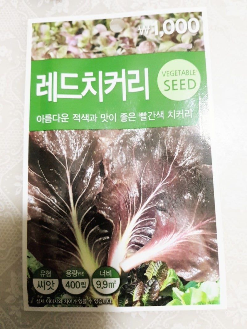 쌈채소 키우기2 레드치커리 씨앗 파종 발아 후 심기 다이소 채소 씨앗 네이버 블로그