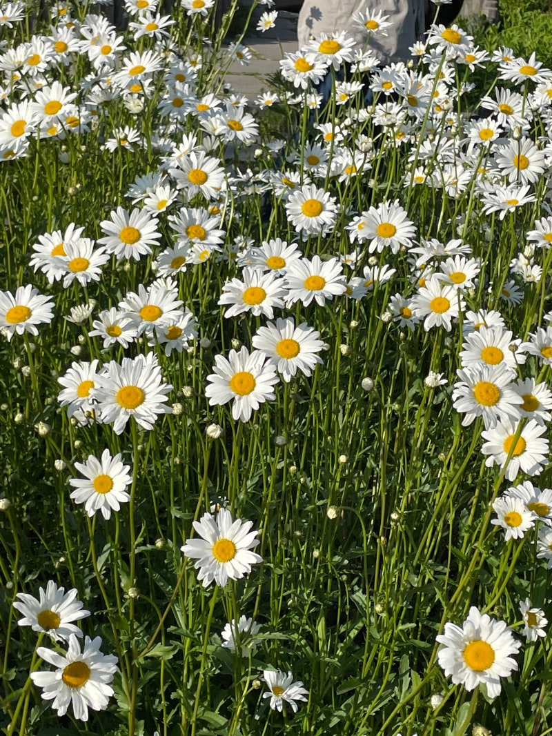 5월 2일, 서울숲에서 : 네이버 블로그