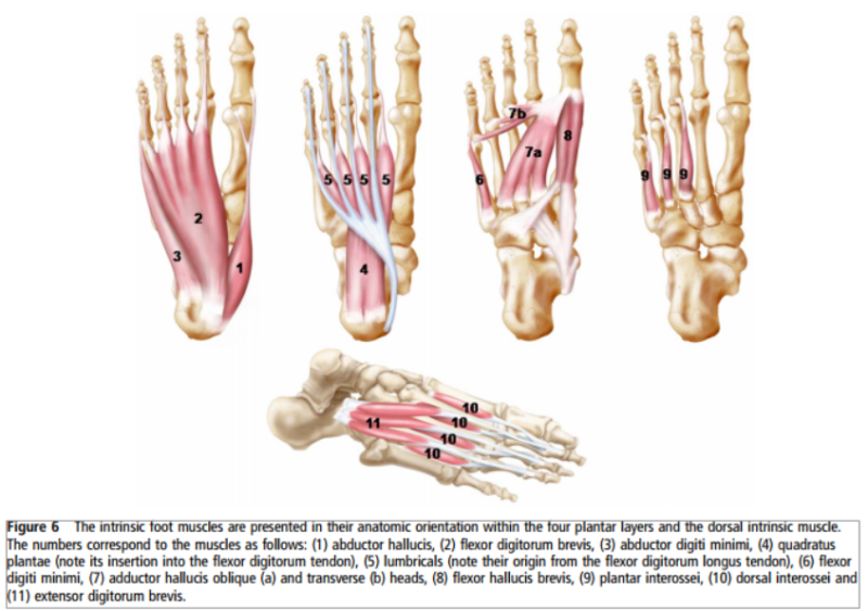 [논문리뷰]The foot core system: a new paradigm for understanding intrinsic ...