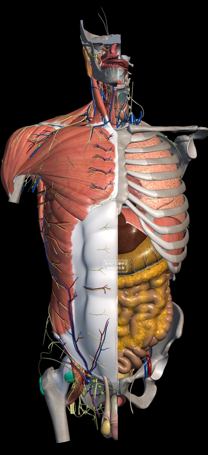 근조직의 종류 민무늬근 심장근육 뼈대근육 근육학 기능해부학 Smooth Muscle Cardiac Muscle