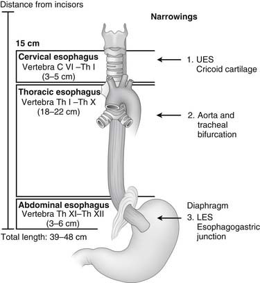 식도 해부학(Anatomy of Esophagus) : 네이버 블로그