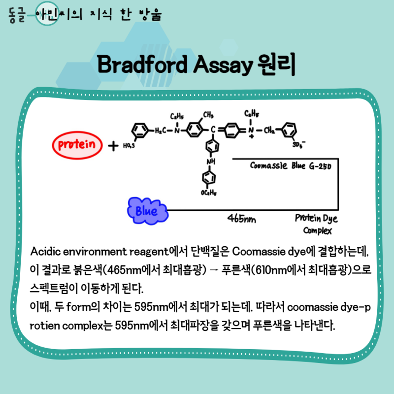 [넓얕지식] Bradford Assay, 빠르고 간편한 단백질 정량법 : 네이버 블로그