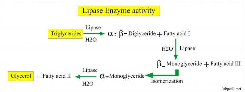 리파아제 검사(Lipase test) : 네이버 블로그