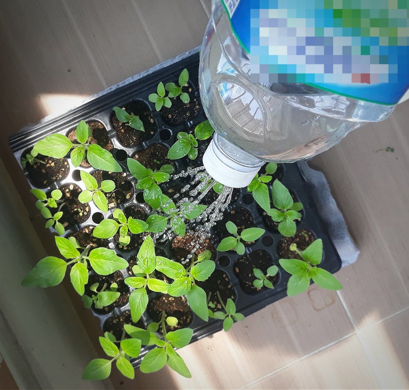 텃밭작물 참깨심는시기슈퍼안산참깨 파종 모종 씨앗 심기 간격 깊이 네이버 블로그
