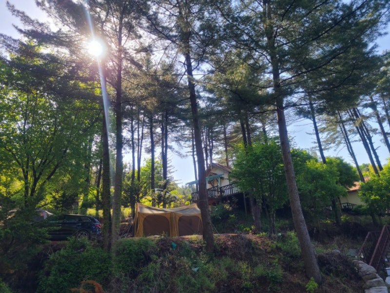 포천 유식물원 애견동반 캠핑장 E싸이트 추천 네이버 블로그
