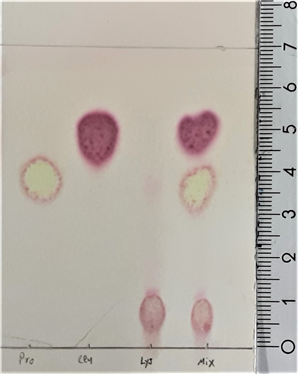 Chromatography of Amino Acids (TLC) 결과 레포트 : 네이버 블로그
