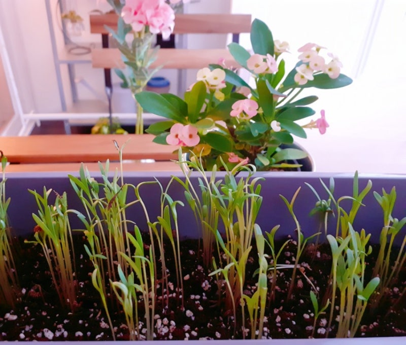 코스모스 키우기, 씨앗 심기와 발아 : 네이버 블로그