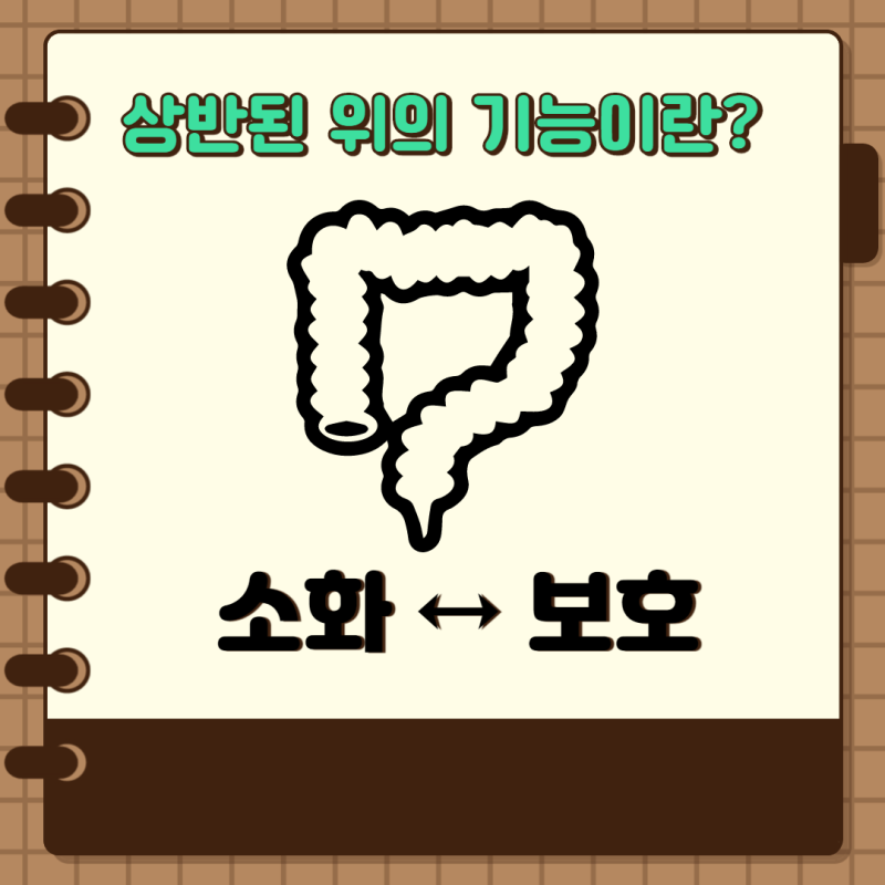 양배추환 효능 스토맥큐어 알고 정착한 이유 네이버 블로그