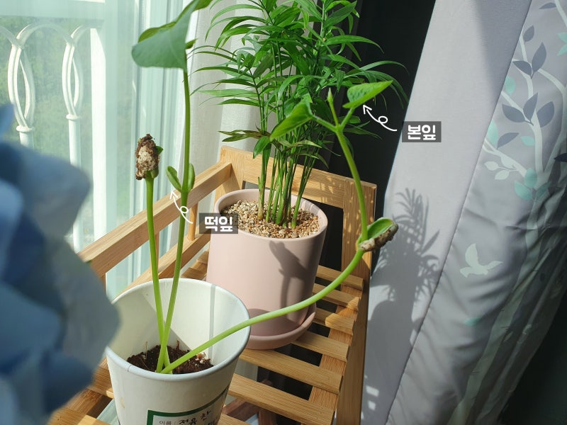 강낭콩 관찰일지 강낭콩 키우기 25일간 기록강낭콩심기→싹틔우기→떡잎 본잎→물주기→순지르기→지지대설치 네이버 블로그