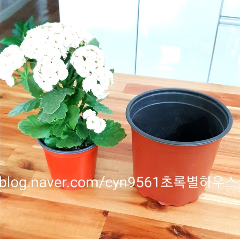 퀸로즈킹로즈카랑코에칼란디바씨든 꽃 정리 줄기 삽목비오는날 물주기시들었다고 꽃대를 다 자르면 안되는 이유 네이버 블로그