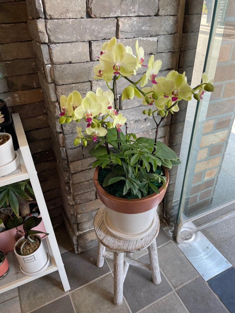 축하서양난 승진화분인사이동화분 네이버 블로그