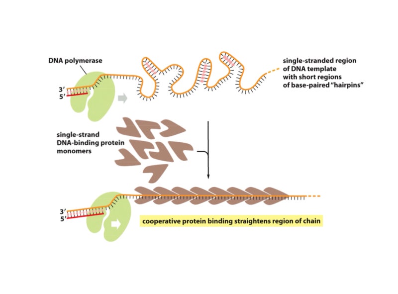DNA replication, synthesizing, replication fork, polymerase : 네이버 블로그