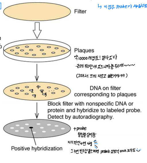 분자생물학 : Gene cloning, PCR, 발현벡터 등 총정리 : 네이버 블로그