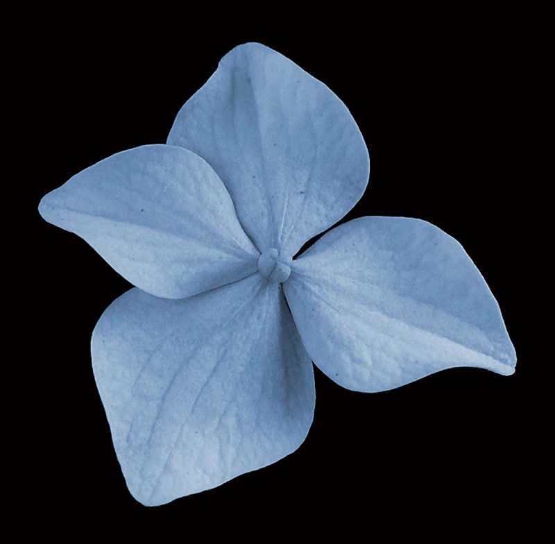 니코 블루 (Nikko Blue) : 네이버 블로그