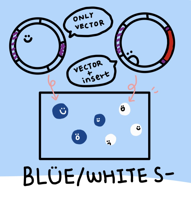 Blue/white selection : 네이버 블로그
