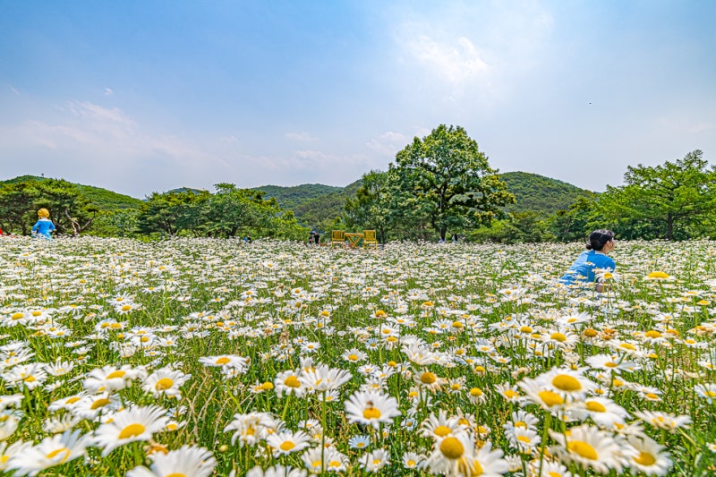 경주 화랑의 언덕 데이지 꽃 만개~ 시원함 가득 포토존 가득 네이버 블로그
