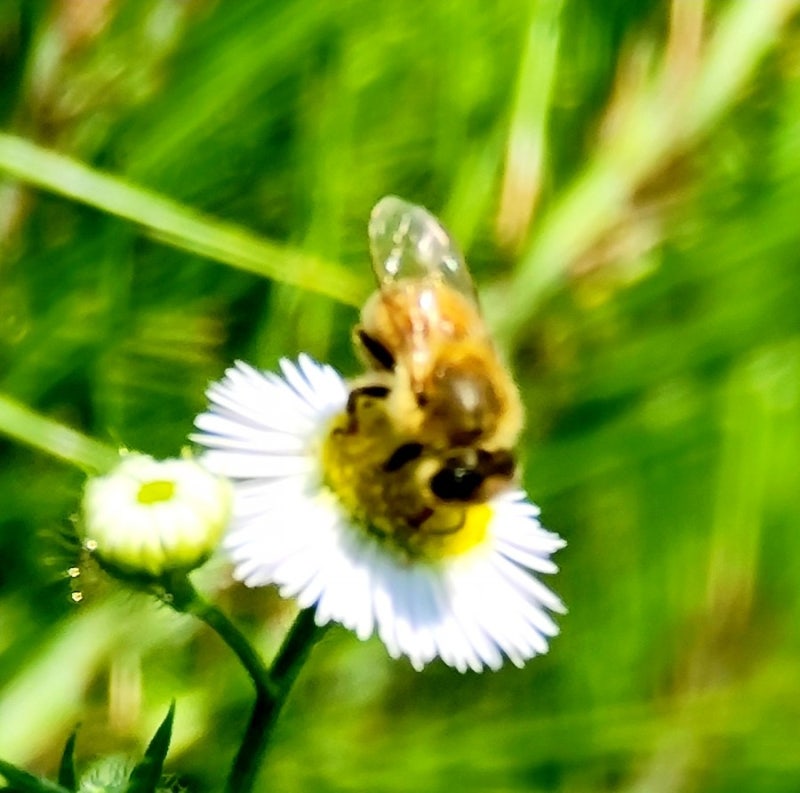효부 이야기 : 네이버 블로그
