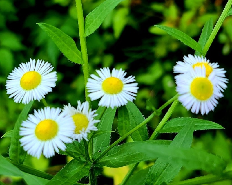 효부 이야기 : 네이버 블로그