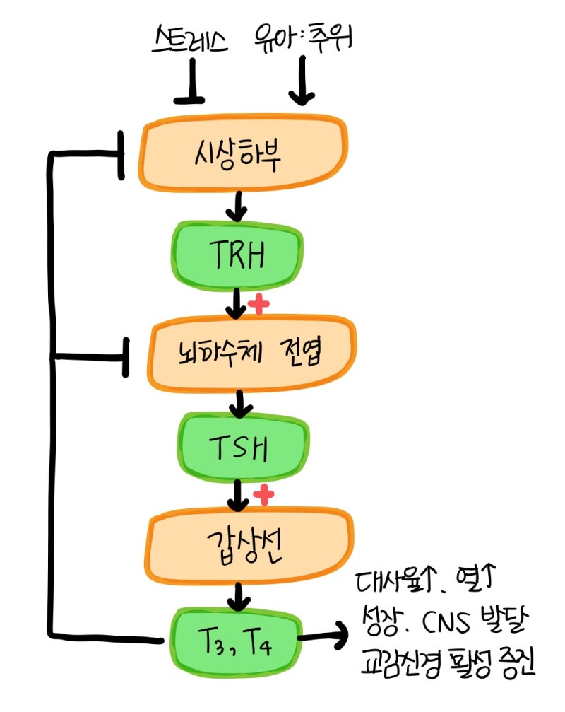호르몬 갑상샘 부갑상샘 네이버 블로그