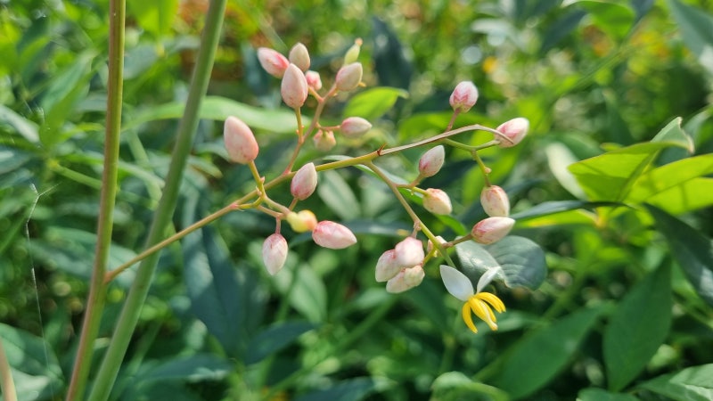 [SJPT 2부 예상문제] 날씨는 좋아요? -일본어 말하기 시험 2부 & 일본어 날씨 표현 : 네이버 블로그