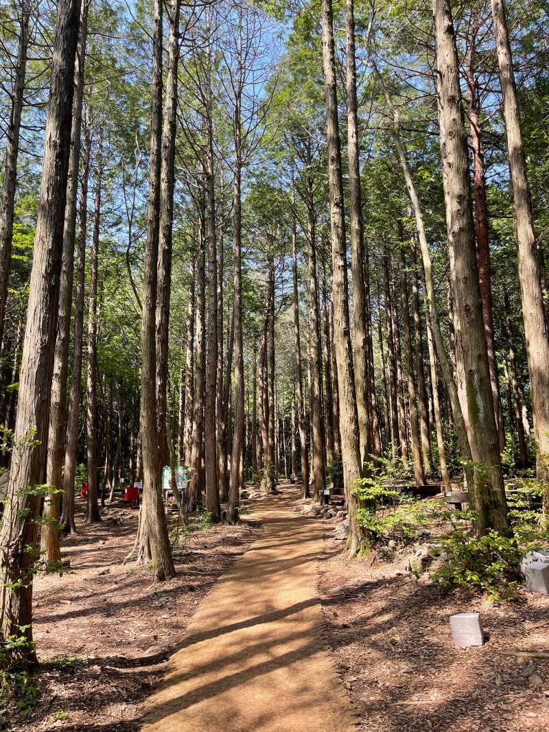 [백패킹기록] 한라산에서 캠핑이라니💛 서귀포 자연 휴양림 : 네이버 블로그