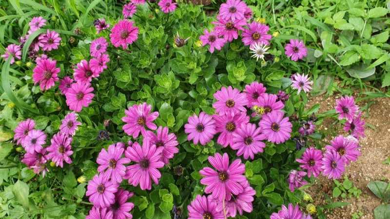 세상을 아름답게 살려면 💐🌼 : 네이버 블로그