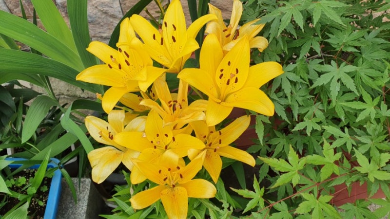 세상을 아름답게 살려면 💐🌼 : 네이버 블로그
