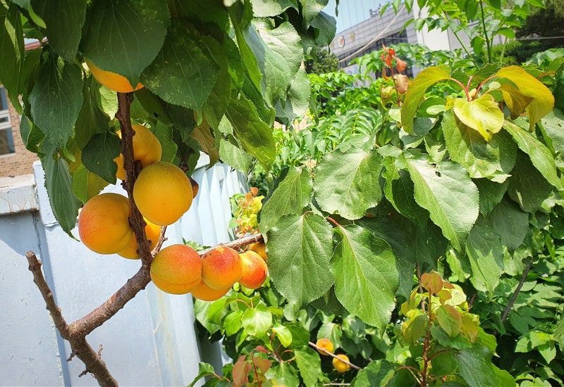 제철 맞은 살구효능 And 수확시기 살구먹는법 칼로리와 보관 법 까지 네이버 블로그