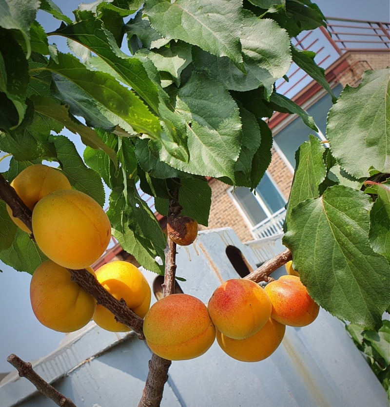 제철 맞은 살구효능 And 수확시기 살구먹는법 칼로리와 보관 법 까지 네이버 블로그